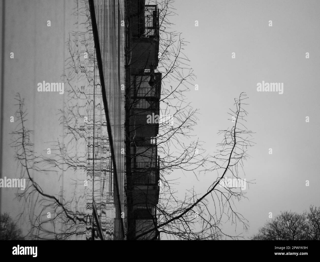 a tree in front of a tall building Stock Photo - Alamy