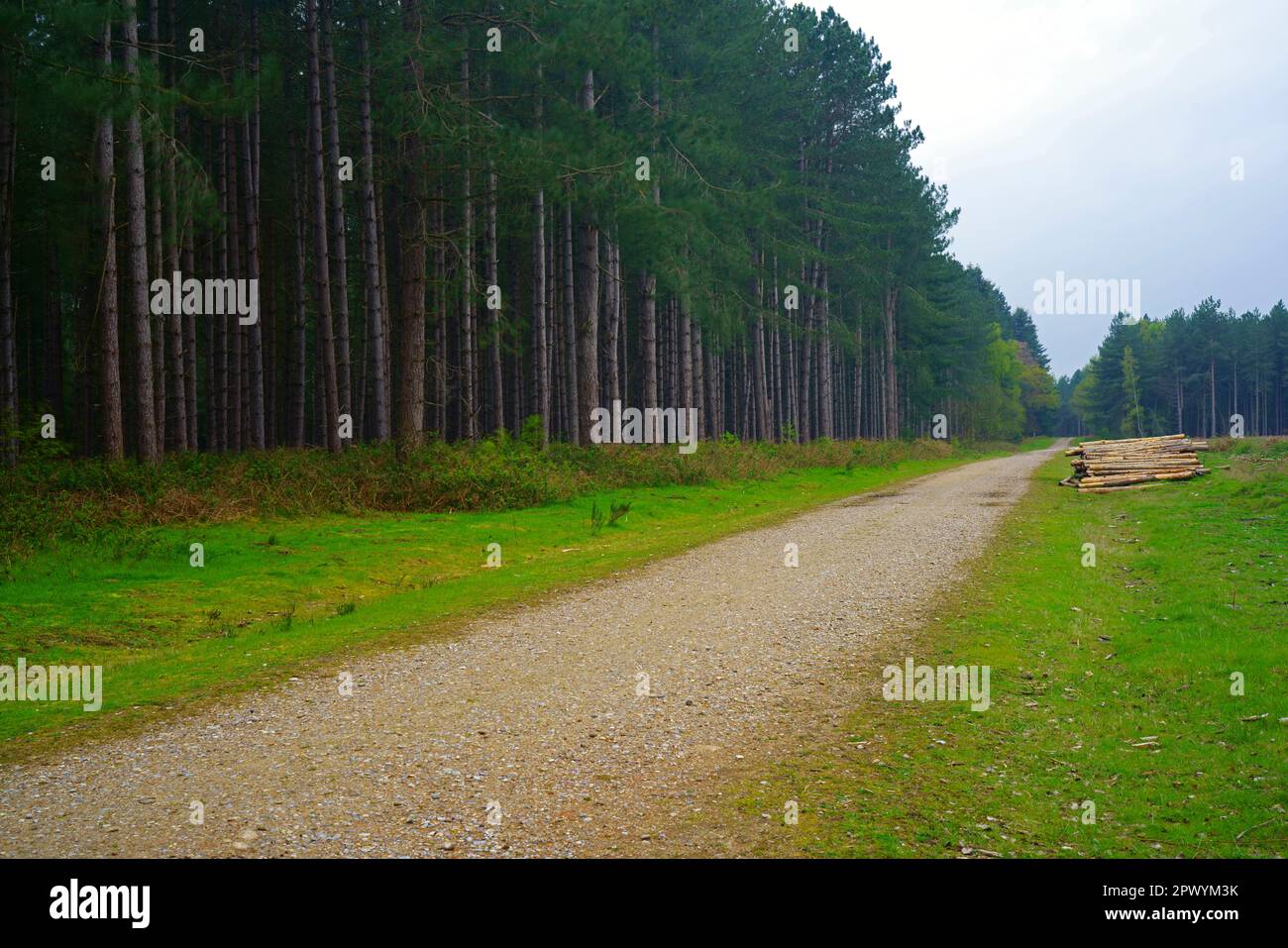 A section of the ufo trail on Rendlesham forest suffolk Stock Photo - Alamy