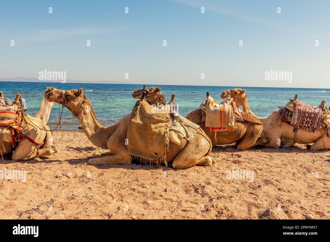 Camels laying on Red sea beach in the Gulf of Aqaba. Dahab, Egypt Stock Photo - Alamy