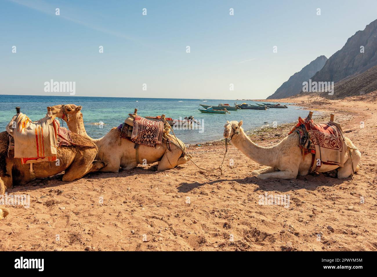 Camels resting on the Egyptian beach. Camelus dromedarius. Summertime ...