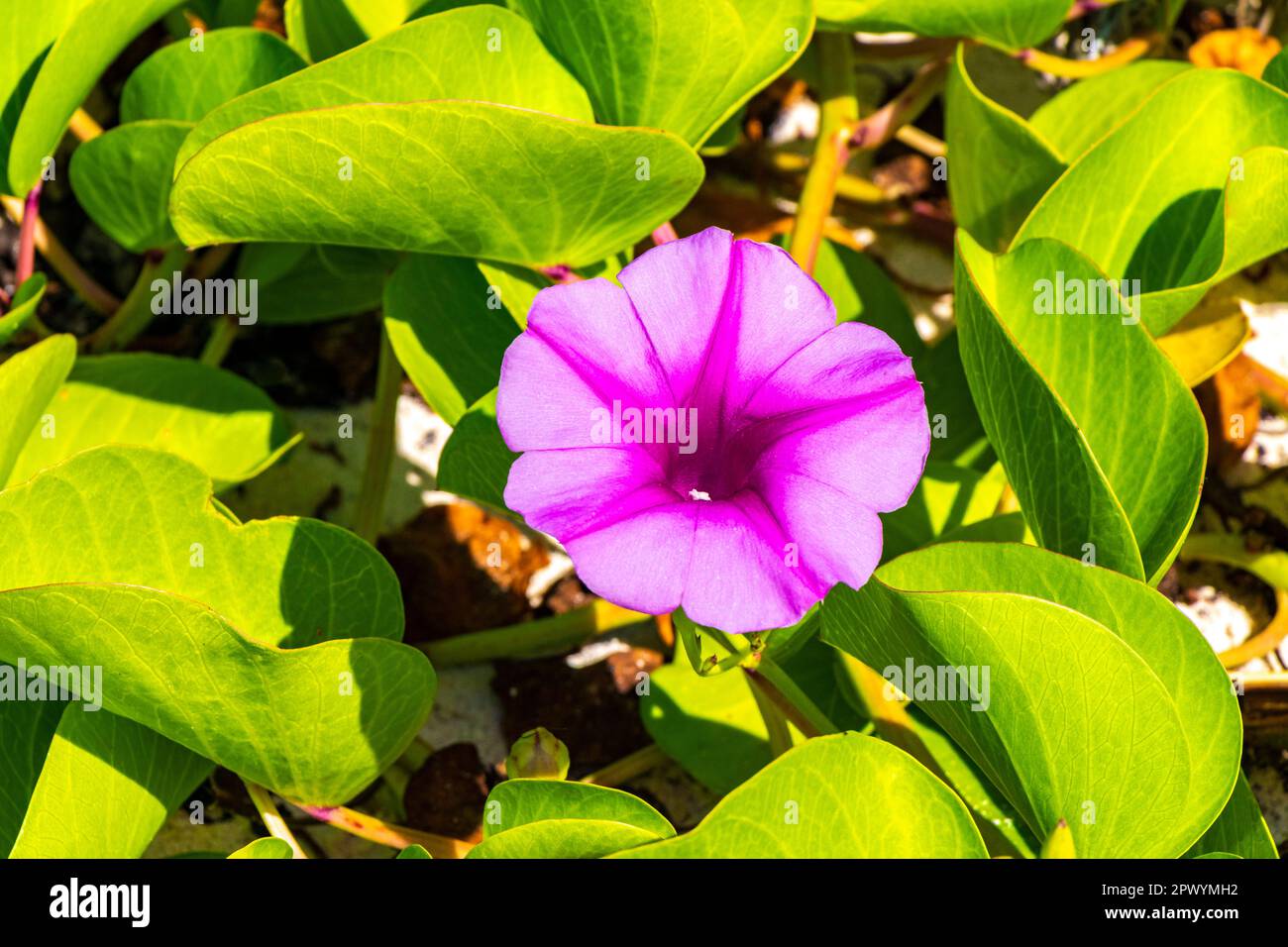 Beautiful pink violet purple morning glory or Goat's foot Ipomoea pes ...