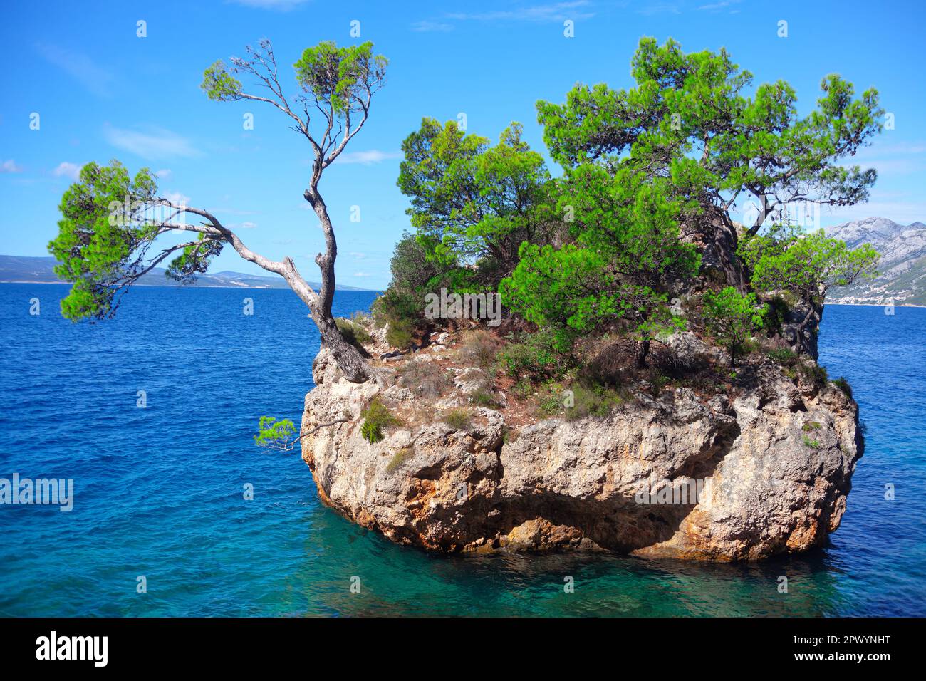 Brela Croatia rocks in the water . Tree growing on a rock in the sea ...