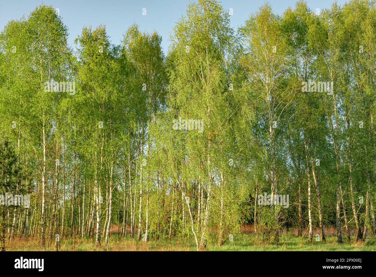 Birch forest in early spring. Sunset on an April evening. Green ...