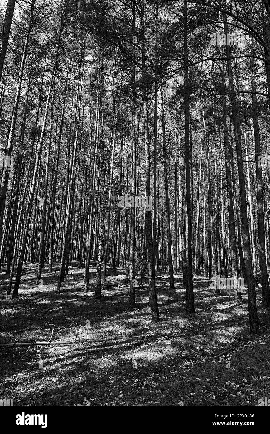 Summer day sunny Black and White Stock Photos & Images - Alamy