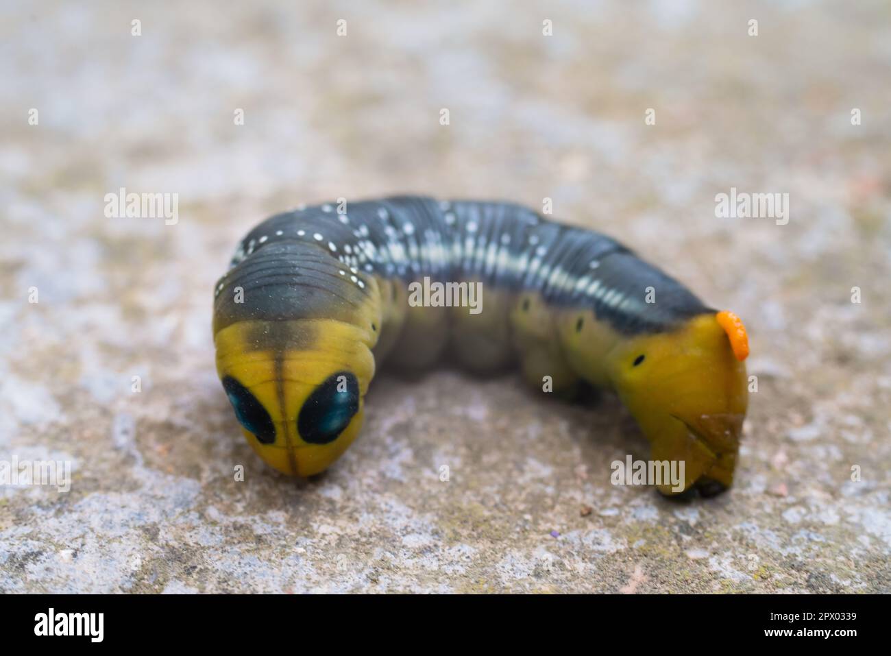 Oleander hawk moth caterpillar Daphnis nerii from European forests and ...
