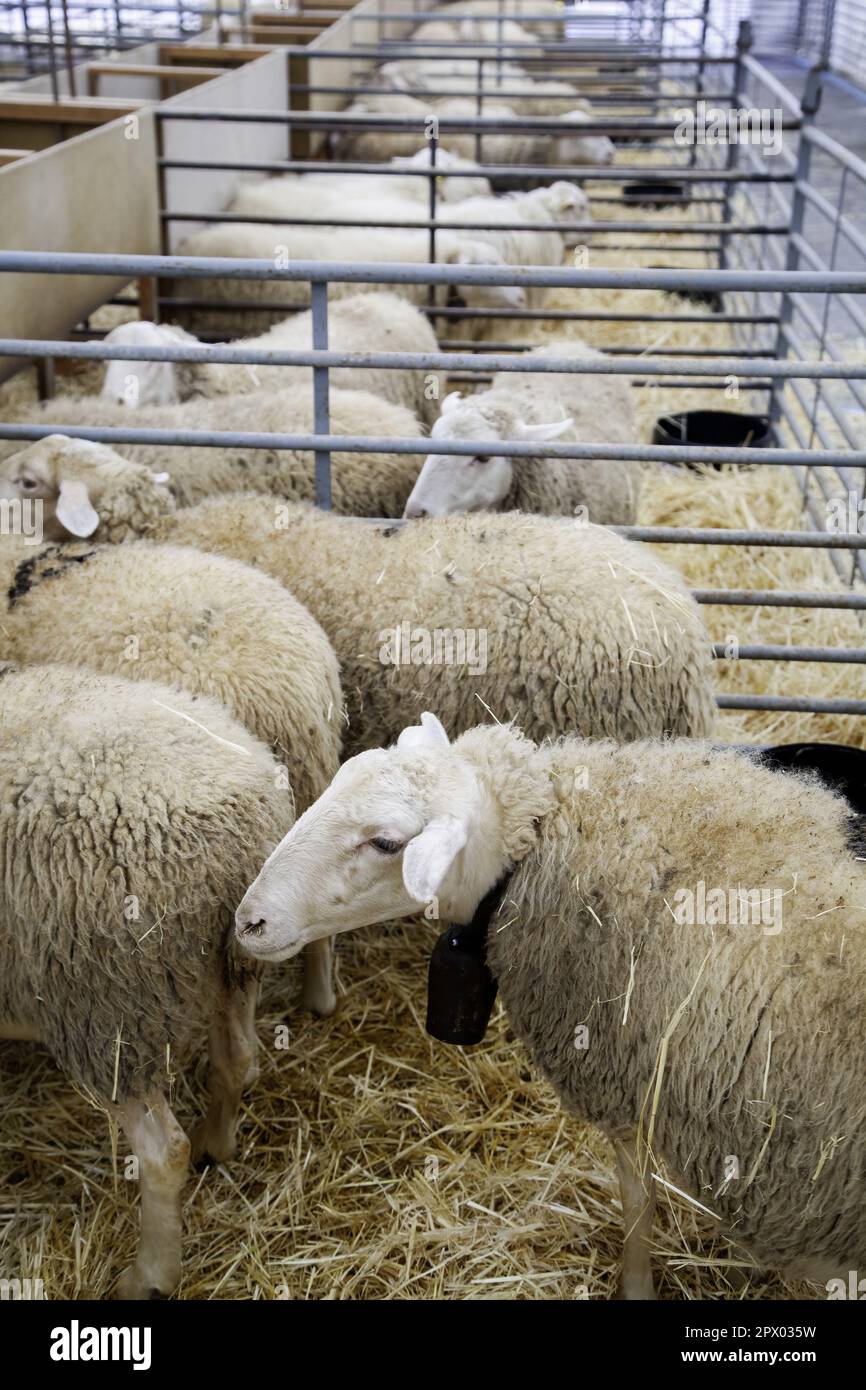 Detail of mammals in a farm, meat industry Stock Photo - Alamy