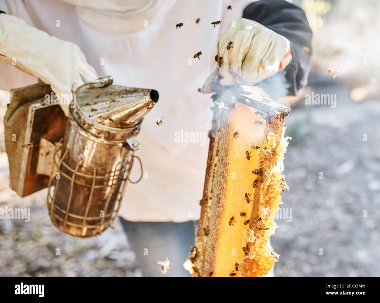 Bees smoker hi-res stock photography and images - Alamy