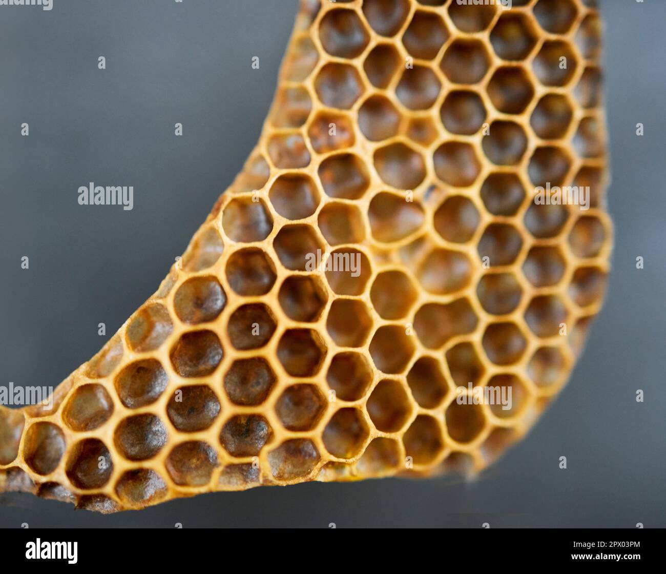 Honey, product and agriculture with a honeycomb in studio on a gray ...