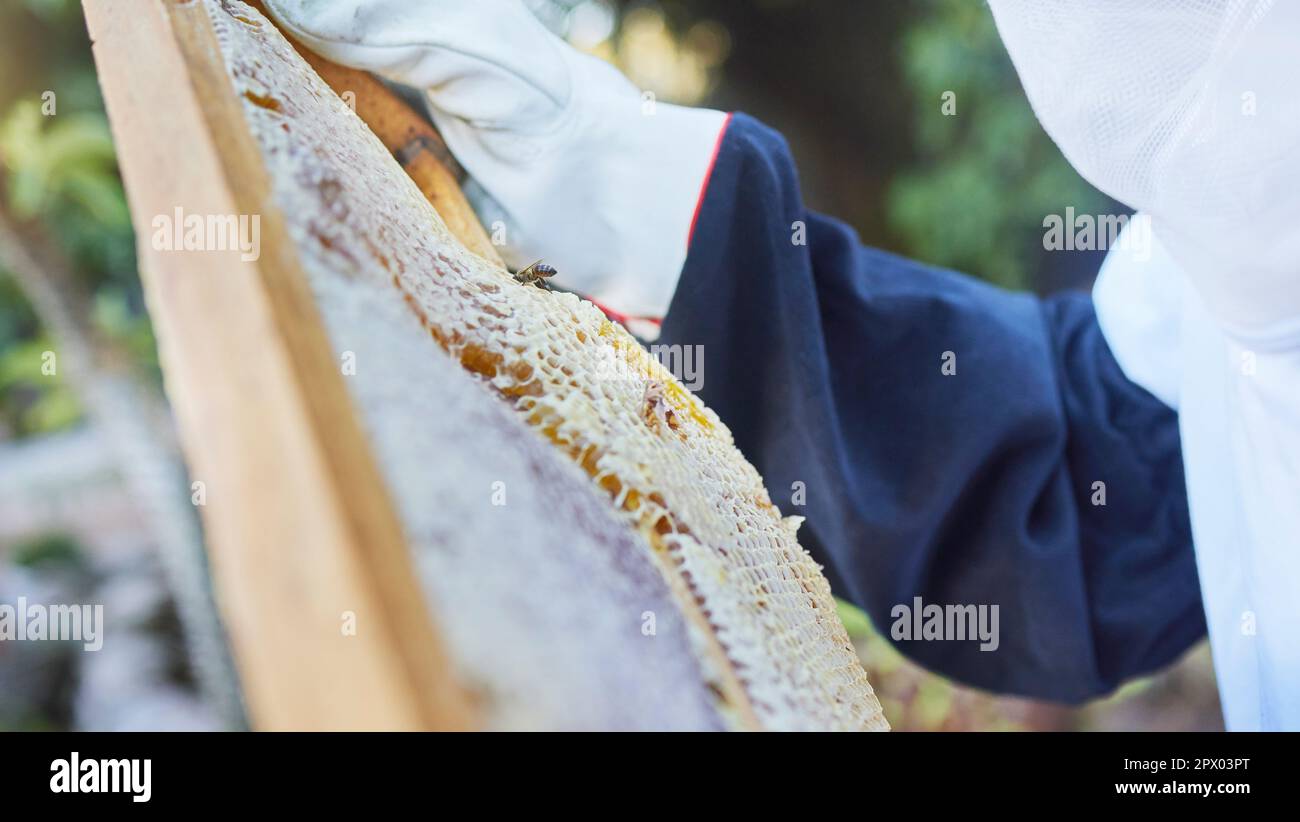 Keep an insect hi-res stock photography and images - Alamy