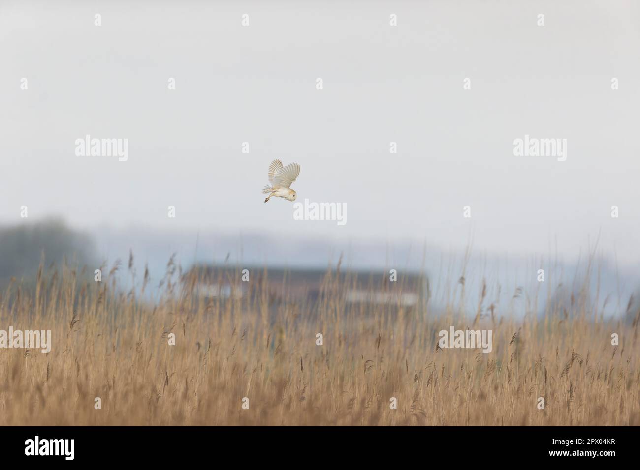 Barn owl Tyto alba, adult flying over reedbed with hide in background ...