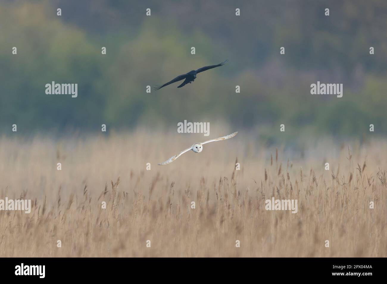 Carrion crow Corvus corone, adult mobbing Barn owl Tyto alba, adult ...
