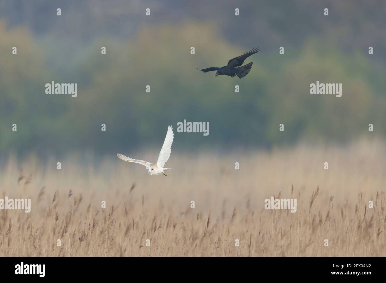 Carrion crow Corvus corone, adult mobbing Barn owl Tyto alba, adult ...