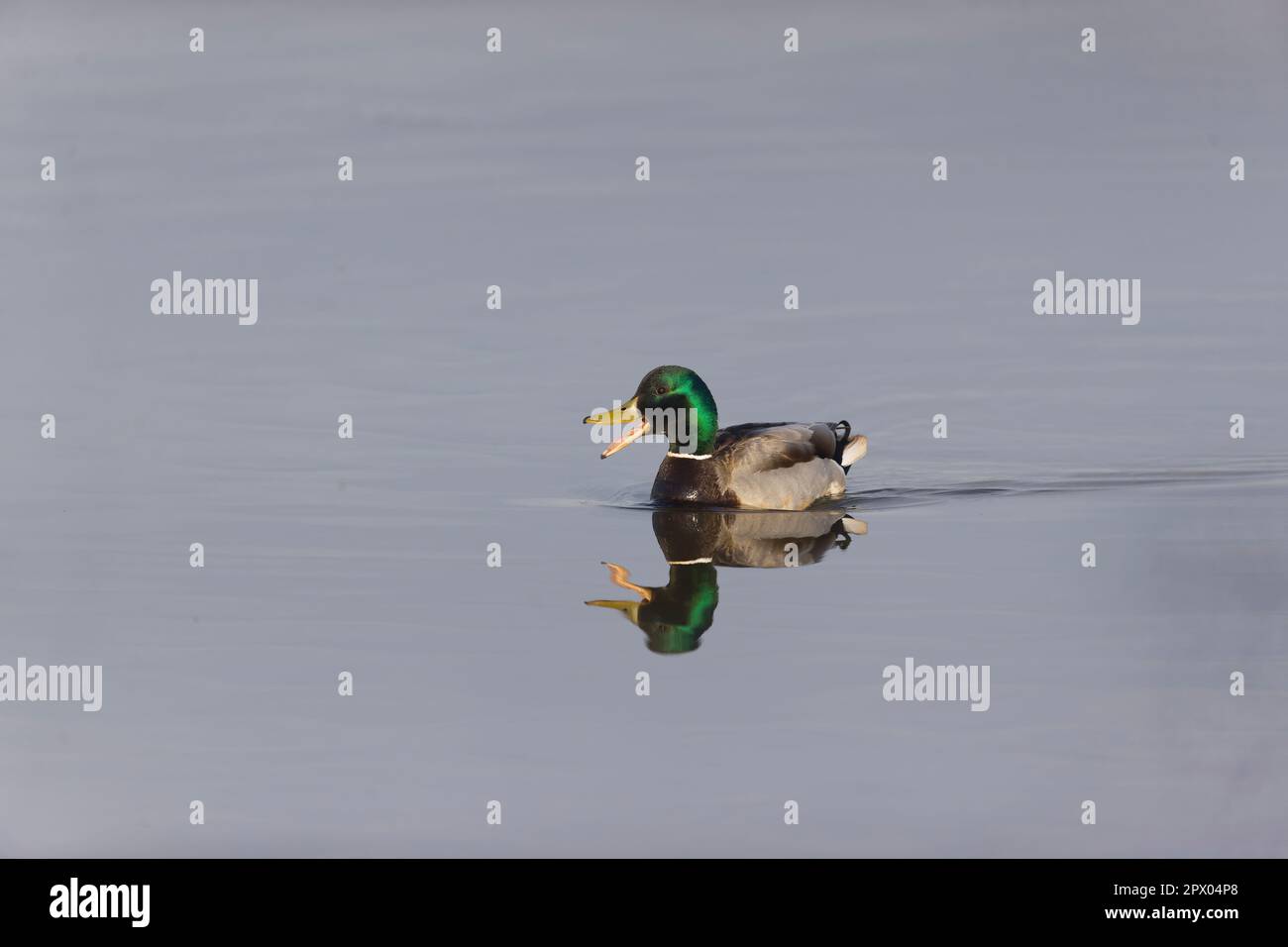 Mallard Anas platyrhynchos, adult male swimming with reflection ...