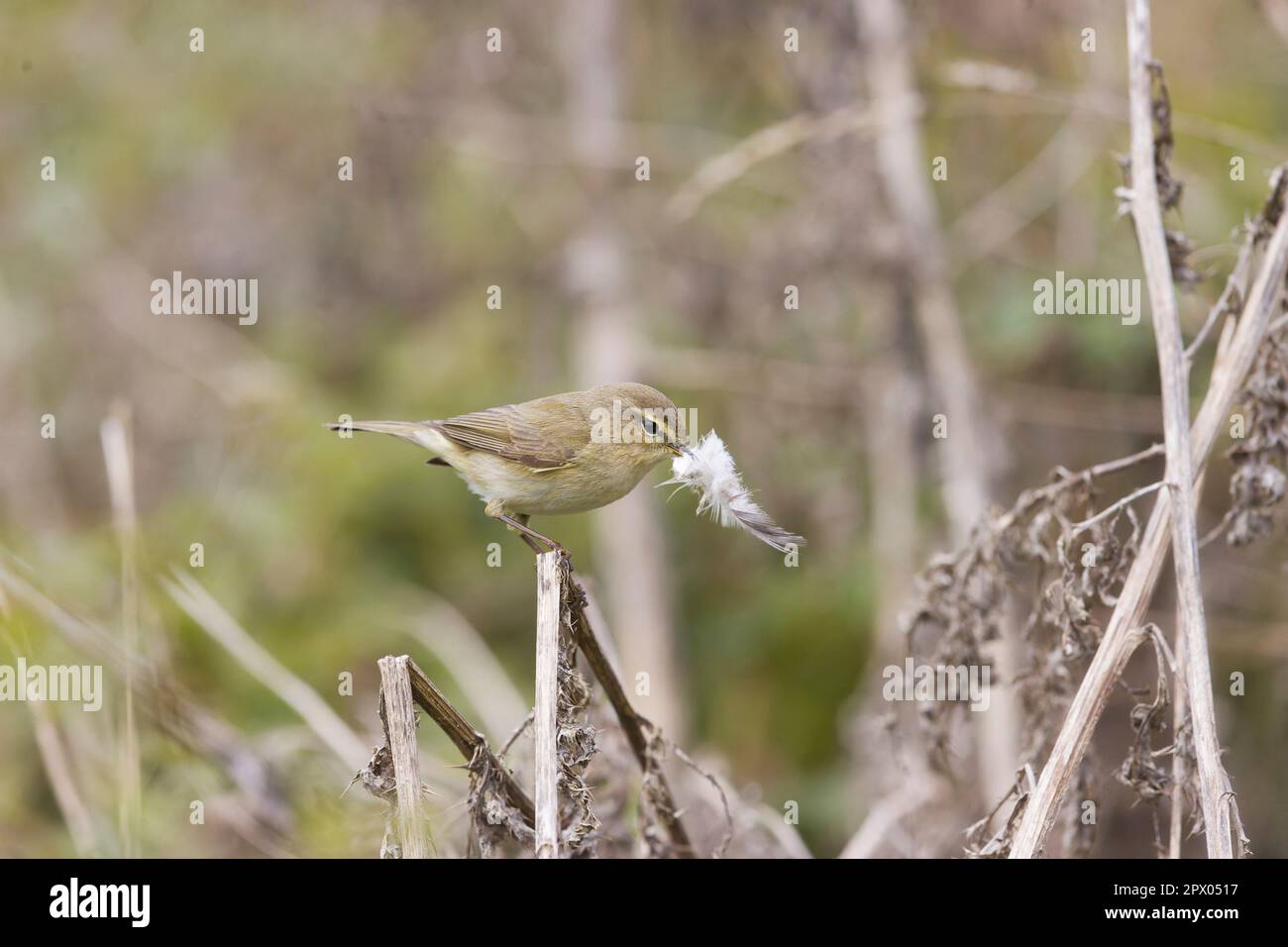 Chiffchaff Phylloscopus collybita, adult female with feather in beak to ...