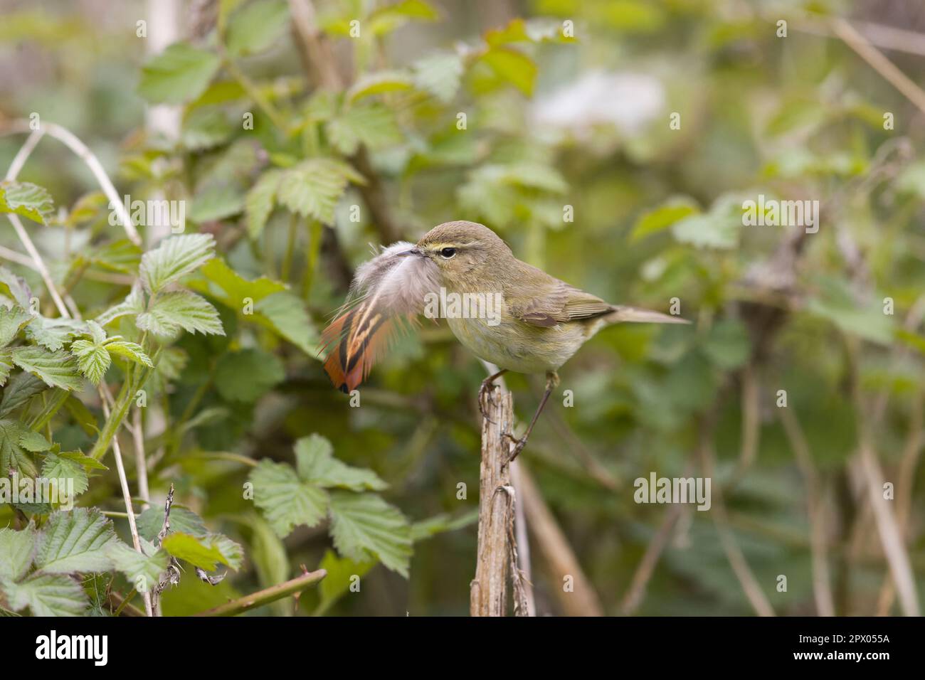 Chiffchaff Phylloscopus collybita, adult female with feather in beak to ...
