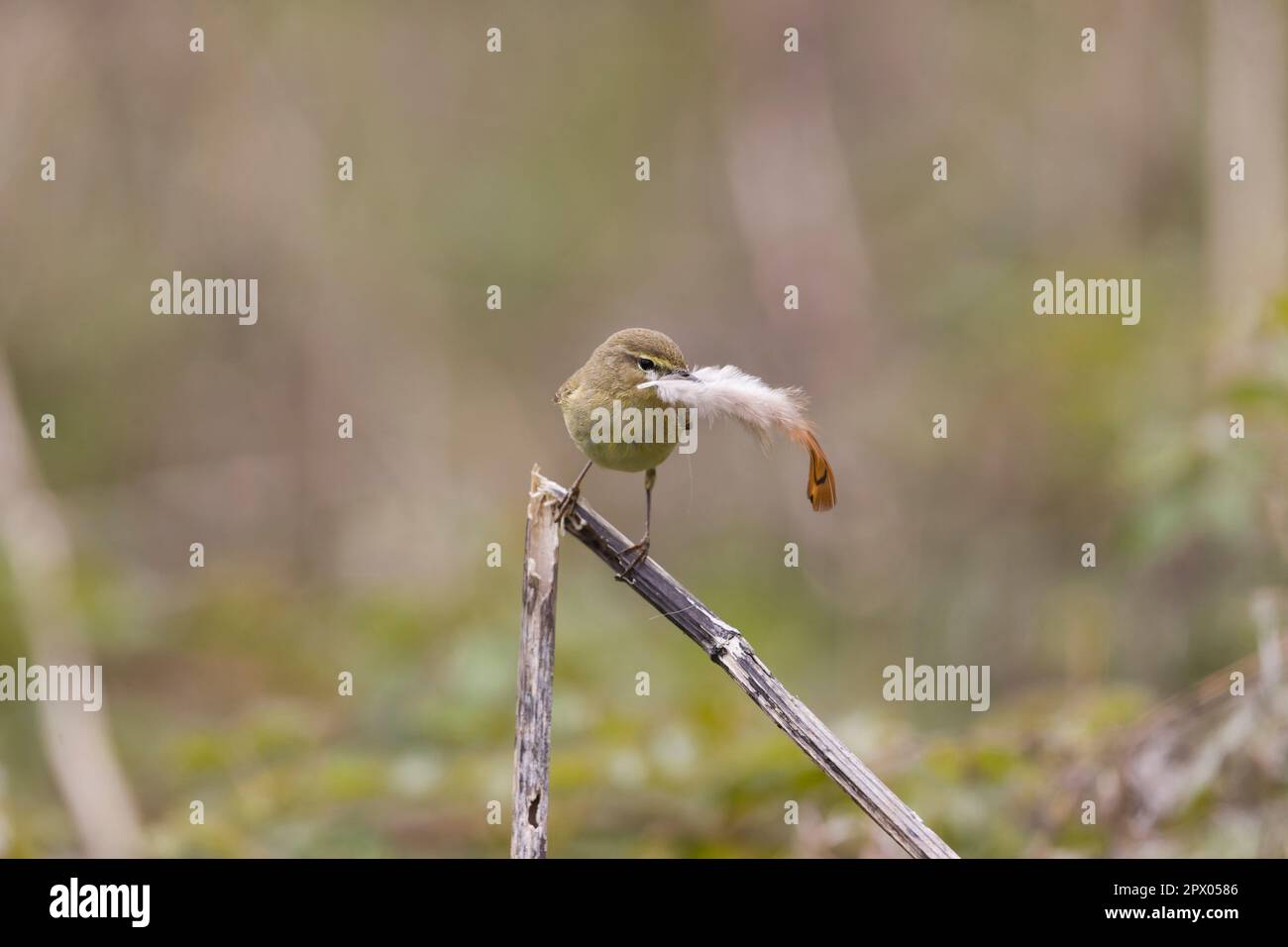 Chiffchaff Phylloscopus collybita, adult female with feather in beak to ...