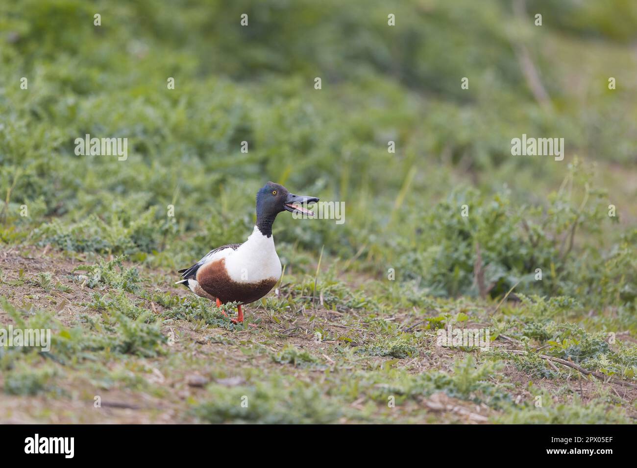 Northern shoveler Anas clypeata, adult male standing on ground, calling, RSPB Minsmere Nature ...