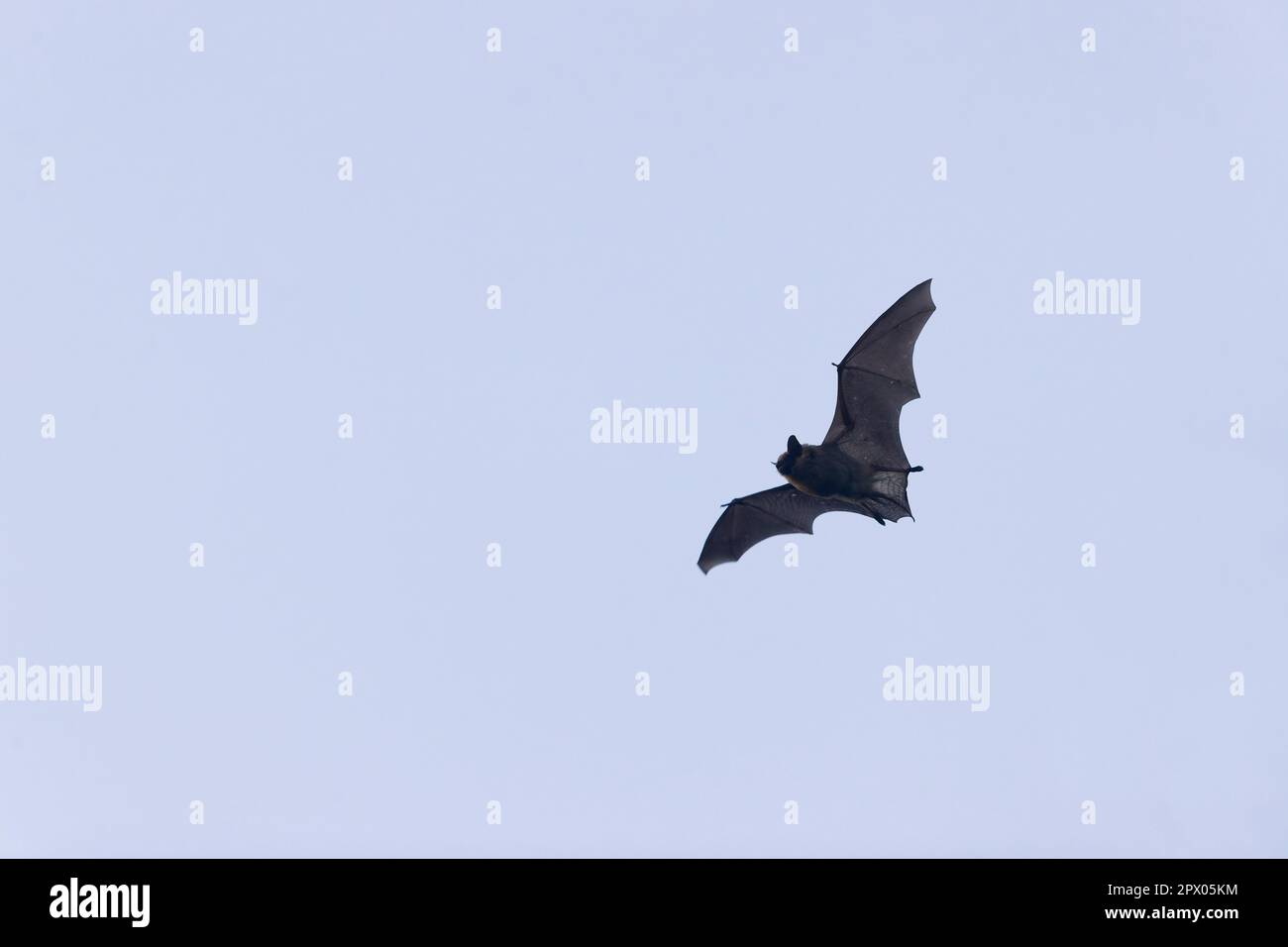 Serotine bat Eptesicus serotinus, adult flying in late evening, Suffolk ...