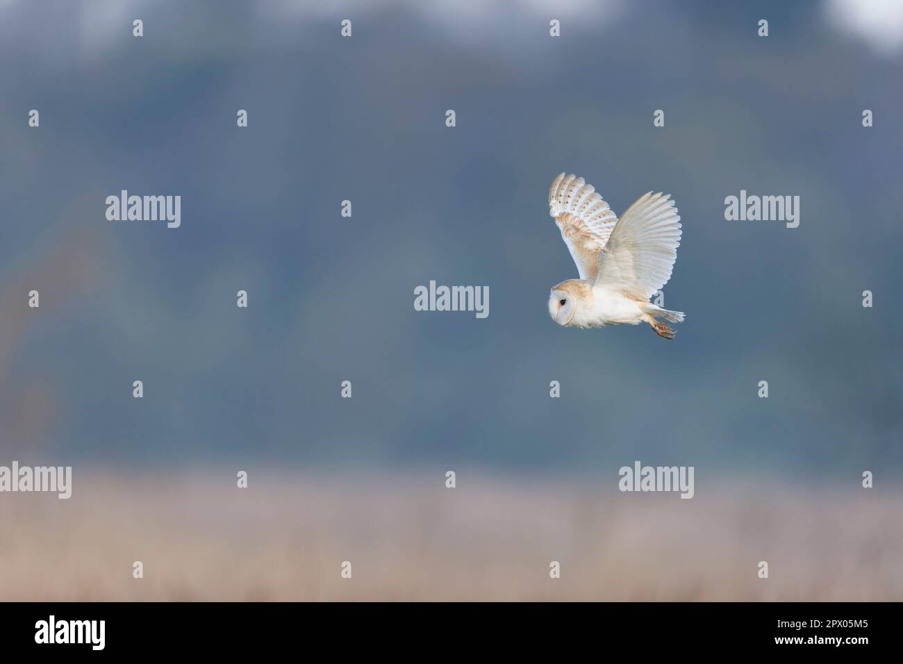 Barn owl Tyto alba, adult flying, RSPB Minsmere Nature Reserve, Suffolk ...