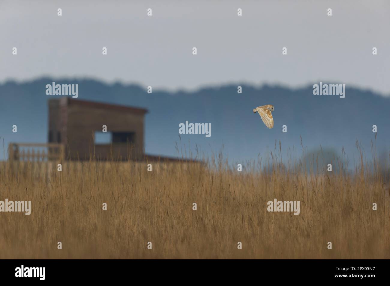 Barn owl Tyto alba, adult flying over reedbed with hide in background ...