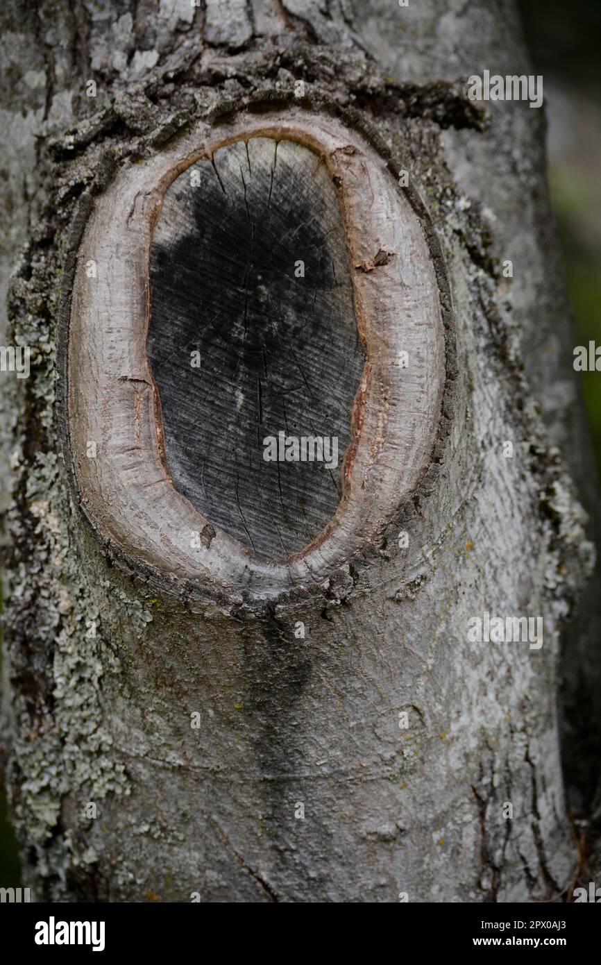 A healed pruning wound on a tree in Virginia, USA Stock Photo - Alamy