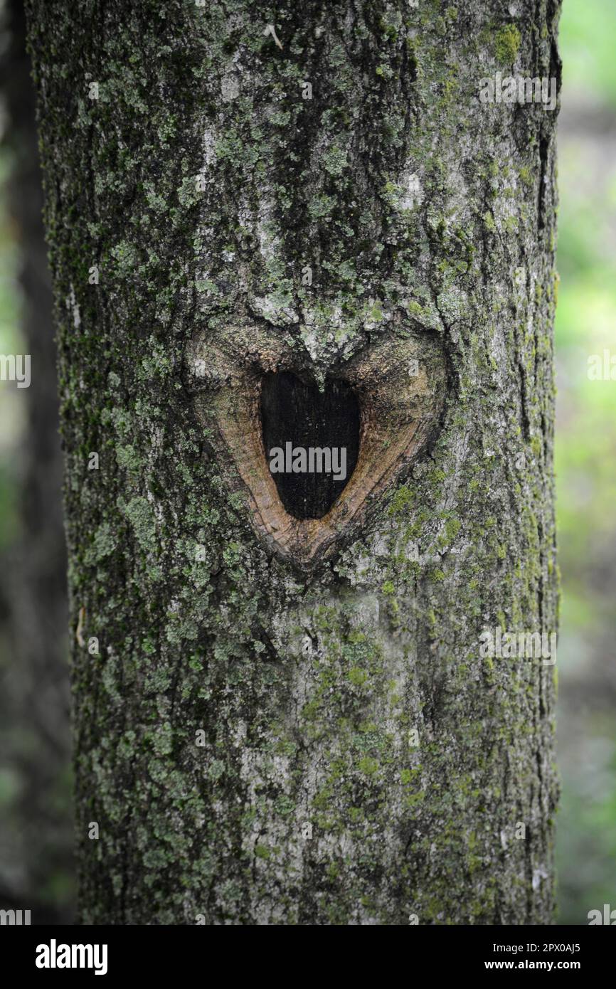 A healed pruning wound on a tree in Virginia is shaped like a heart ...