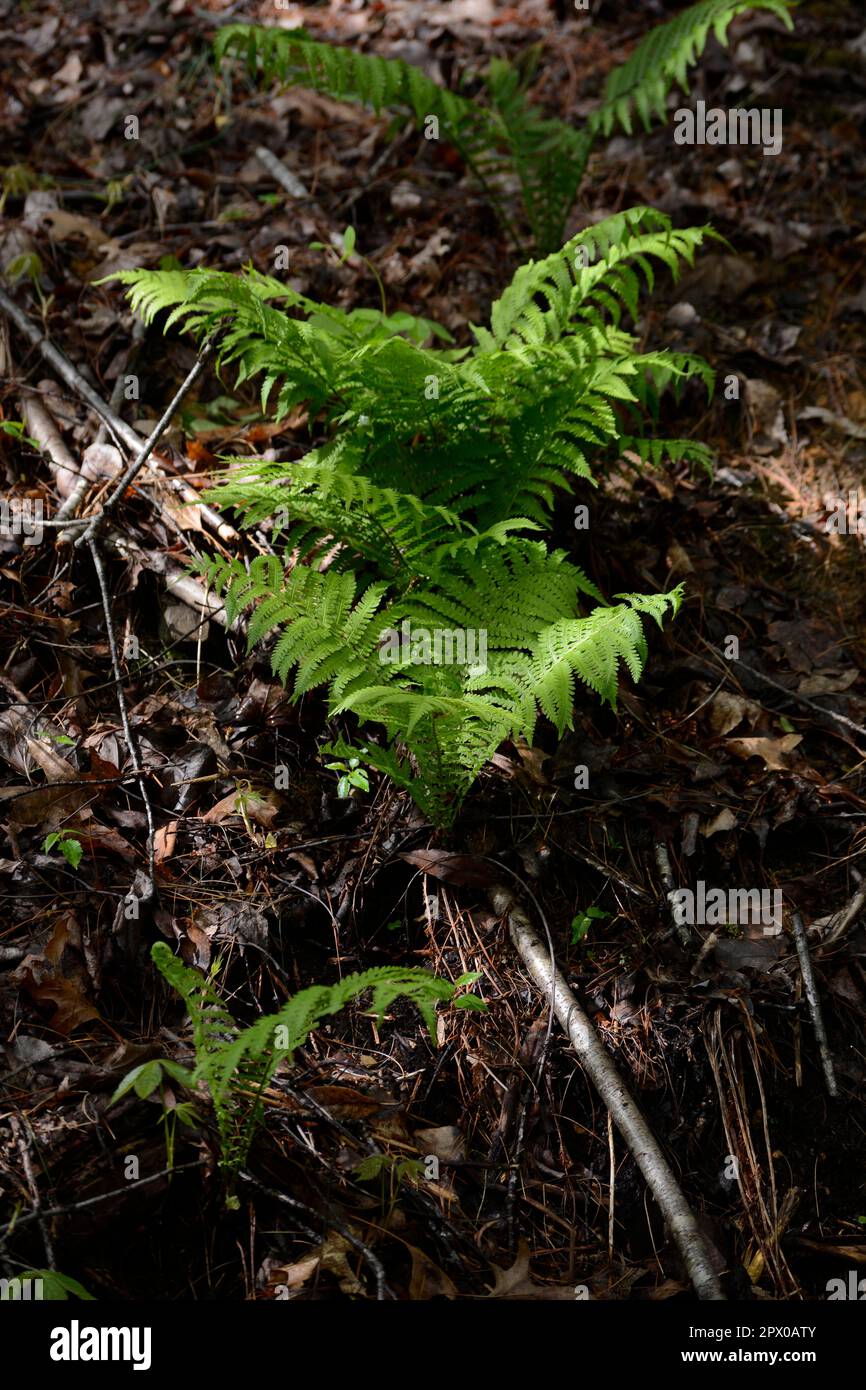 A fern grows in a shady forest in the Appalachian Mountains of Virginia ...