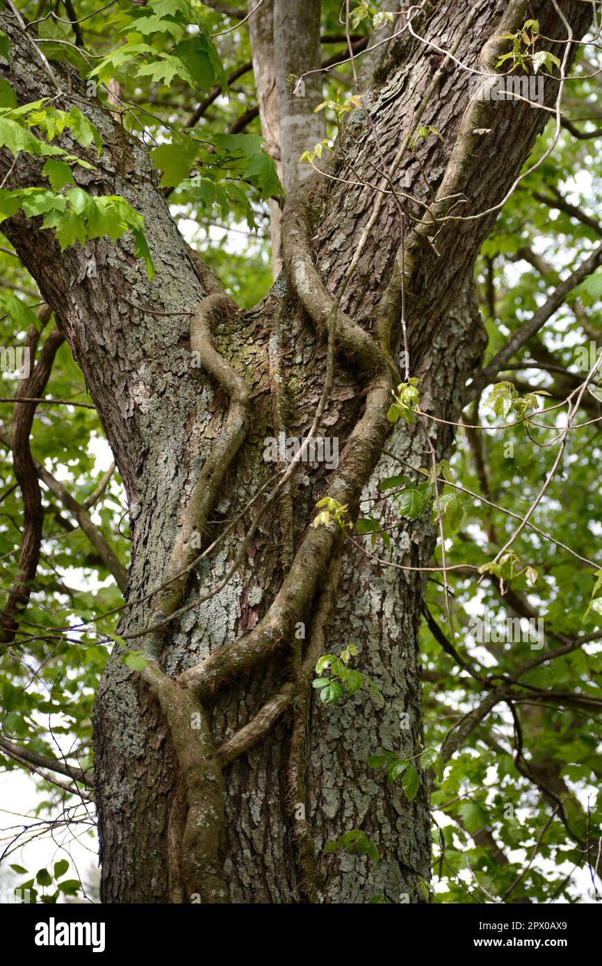 A vine strangles a tree in the Appalachian Mountains in Virginia, USA ...