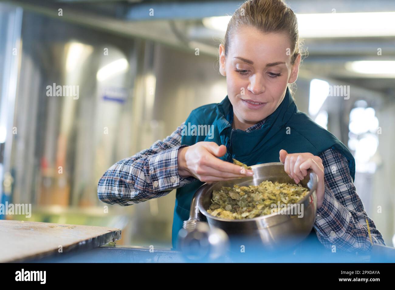 female worker examining hops in a bowl Stock Photo - Alamy
