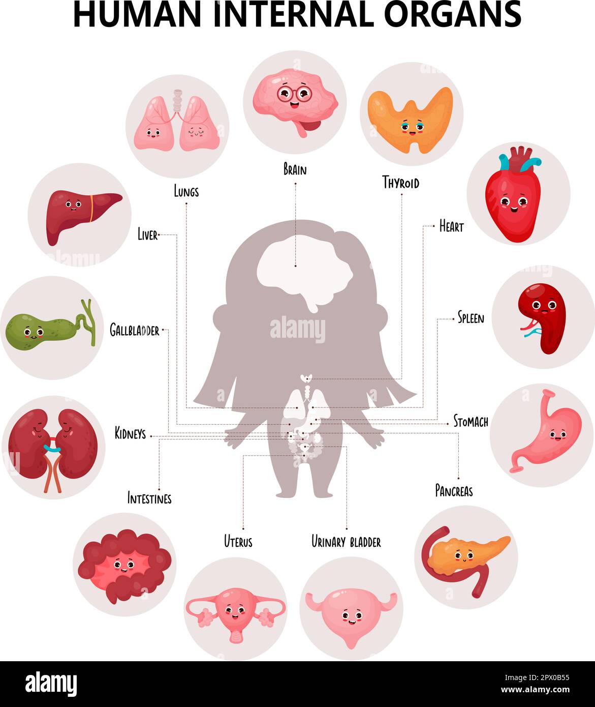 Cute infographics anatomy human body. Visual scheme internal female ...