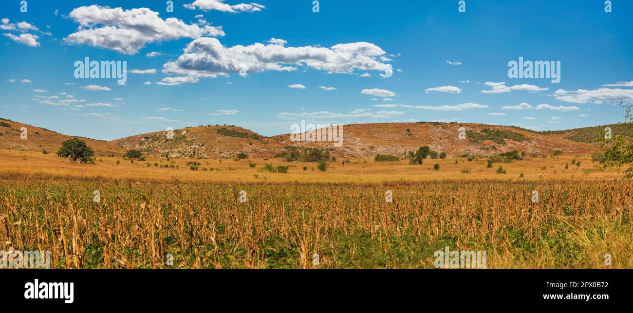 African savanna trees and grass hi-res stock photography and images - Alamy