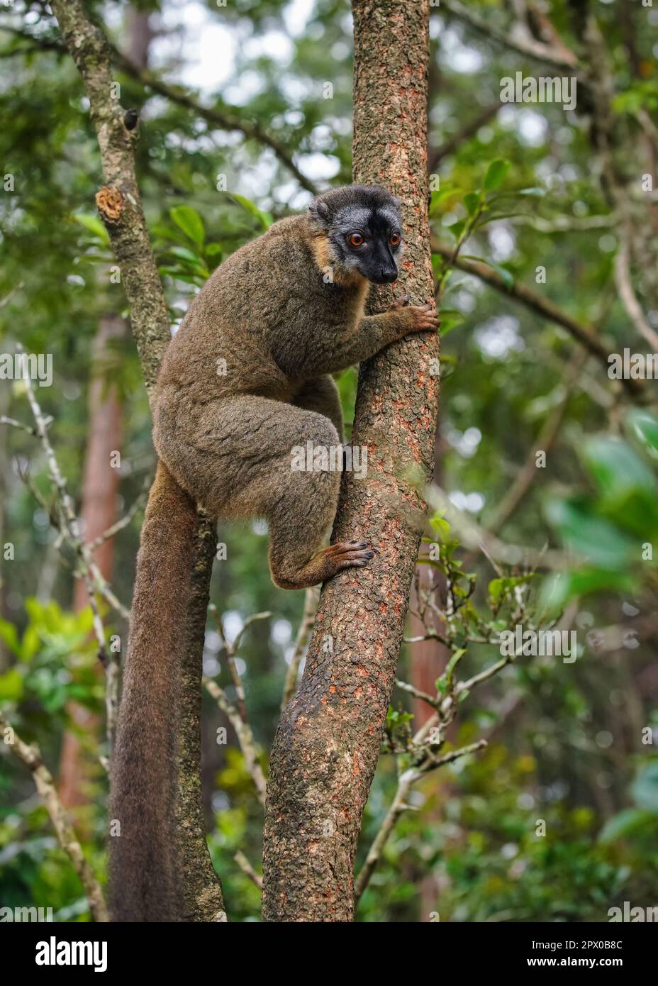 Common brown lemur - Eulemur fulvus - holding on a tree, blurred forest ...