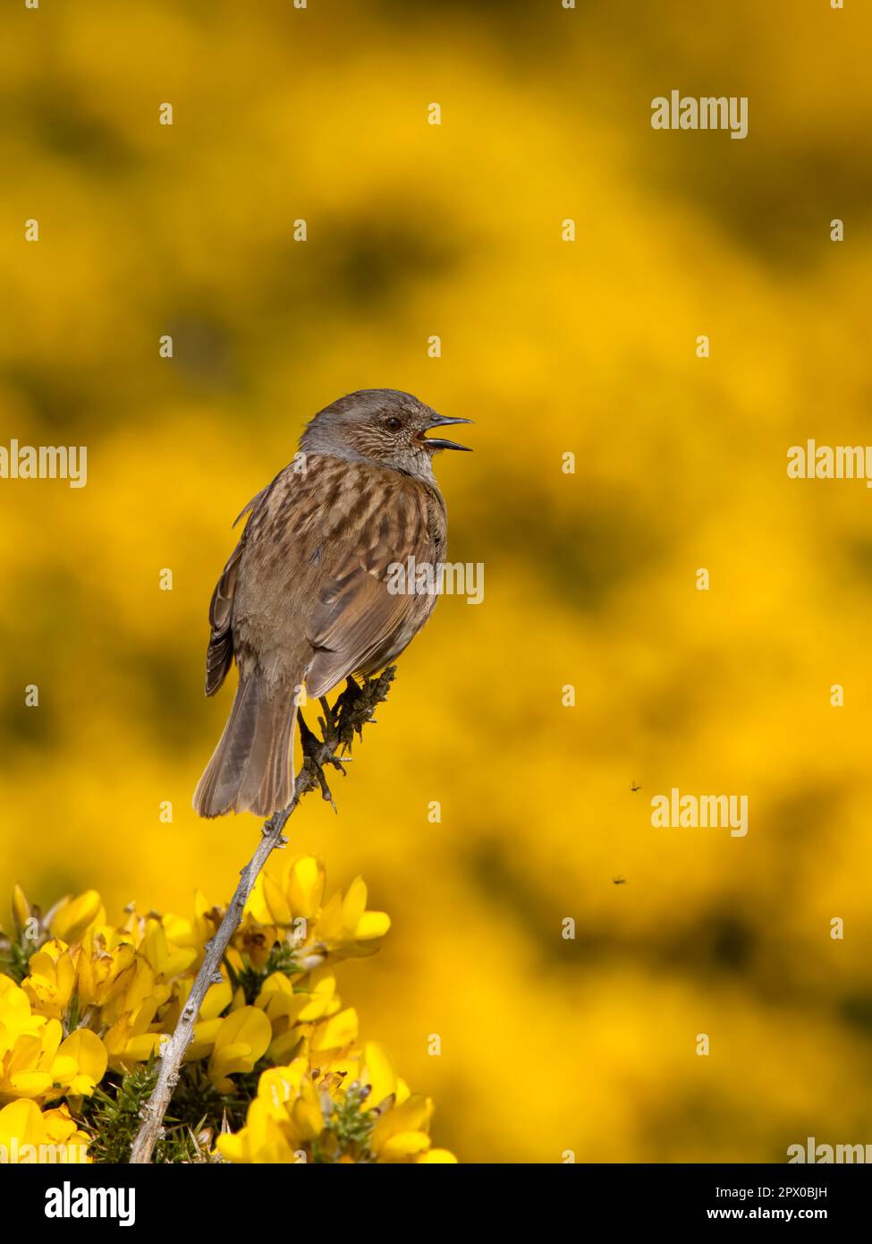 Dunnock on gorse hi-res stock photography and images - Alamy