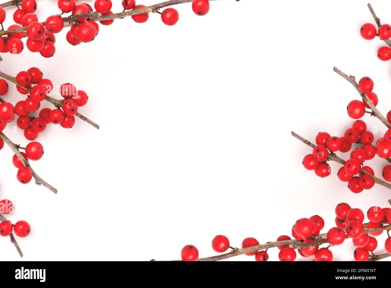 Frame made of branches of red winterberry on a white background ...