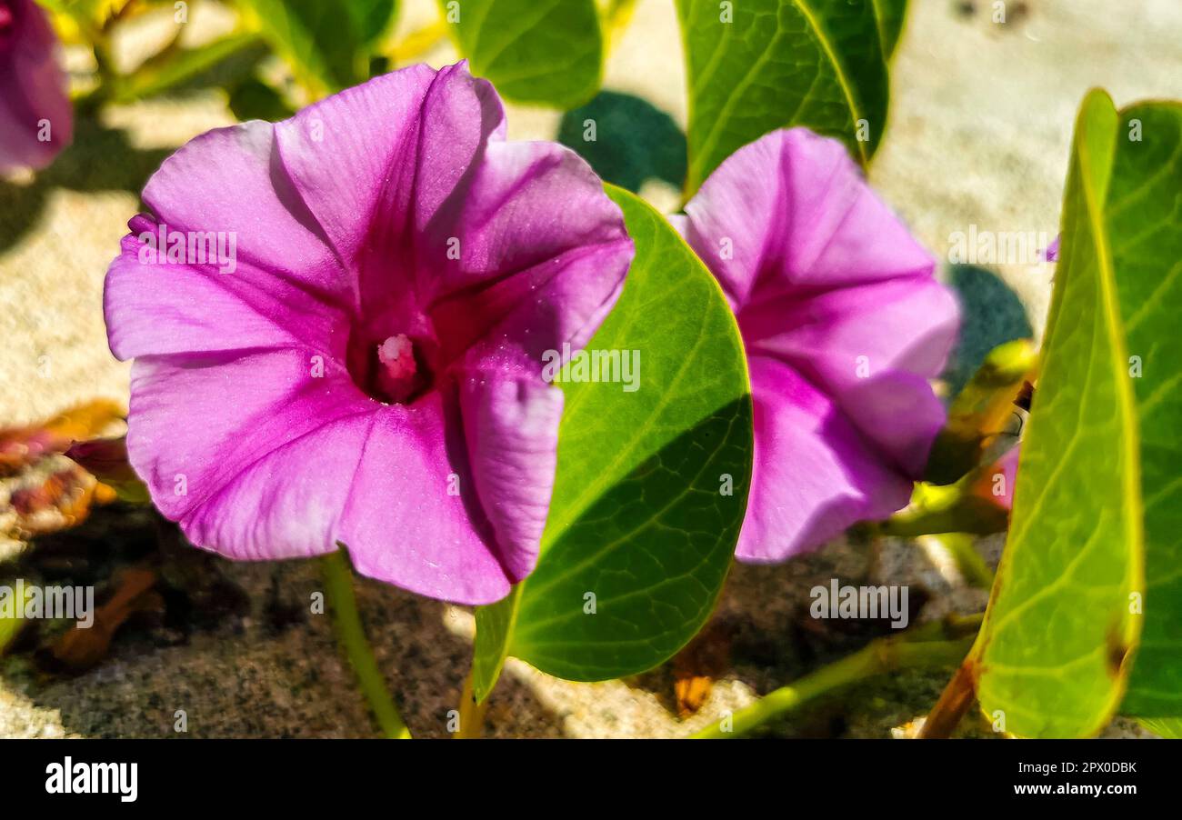 Beautiful pink violet purple morning glory or Goat's foot Ipomoea pes ...