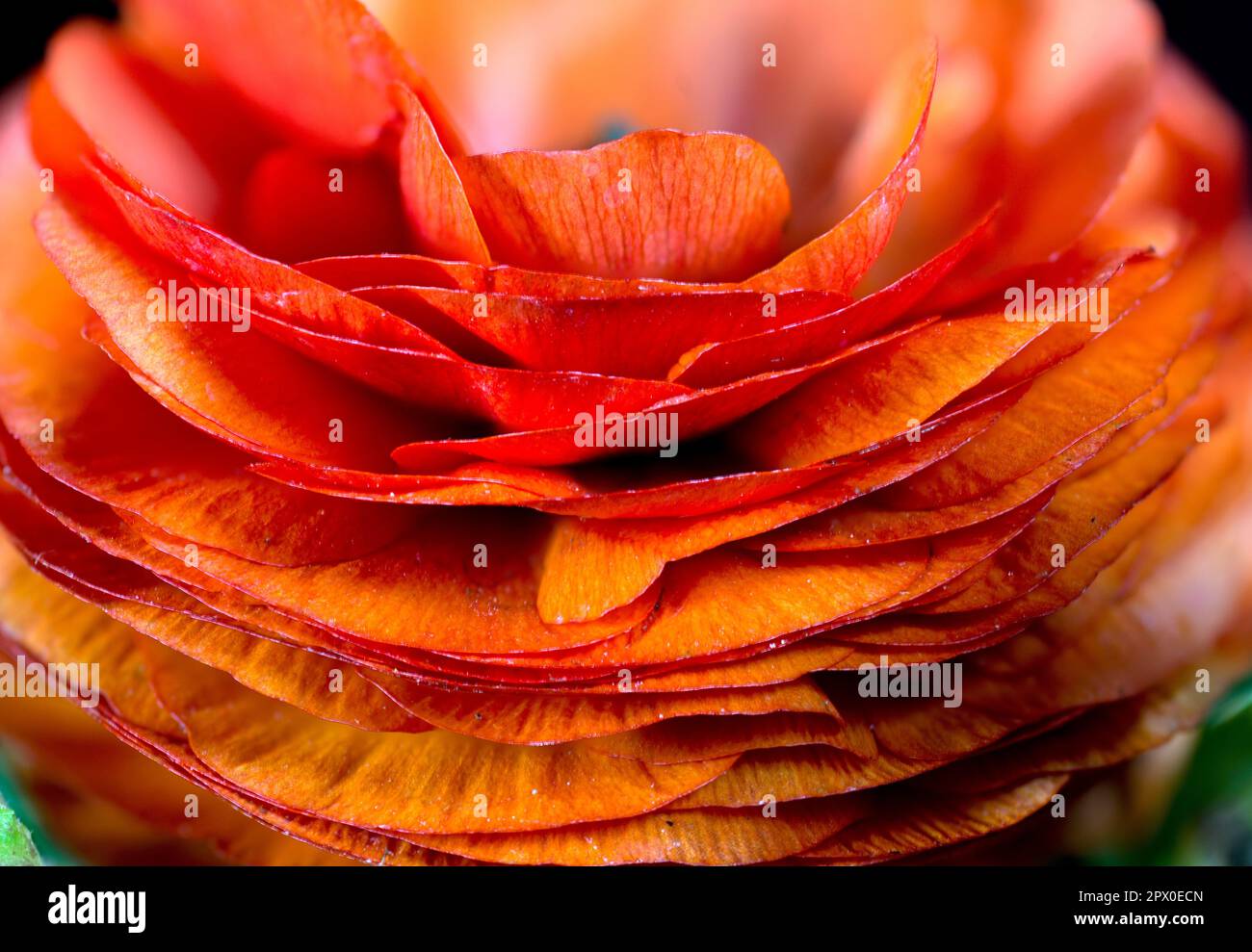 Orange Ranunculus Bloom Stock Photo - Alamy