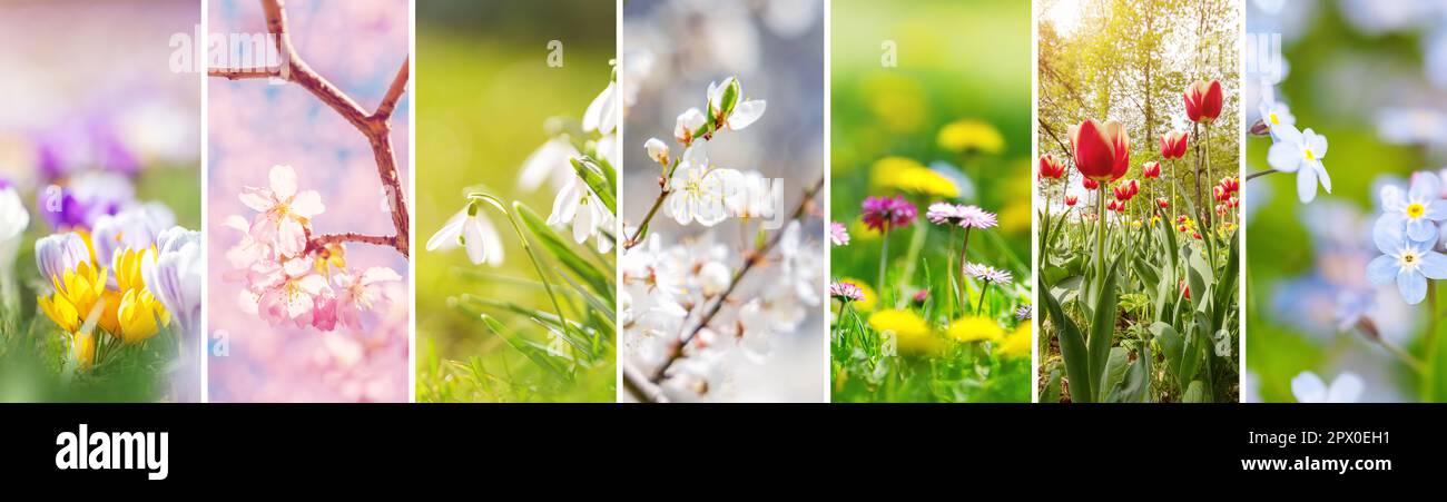 Collage of the close-up photos of the different spring flowers and ...