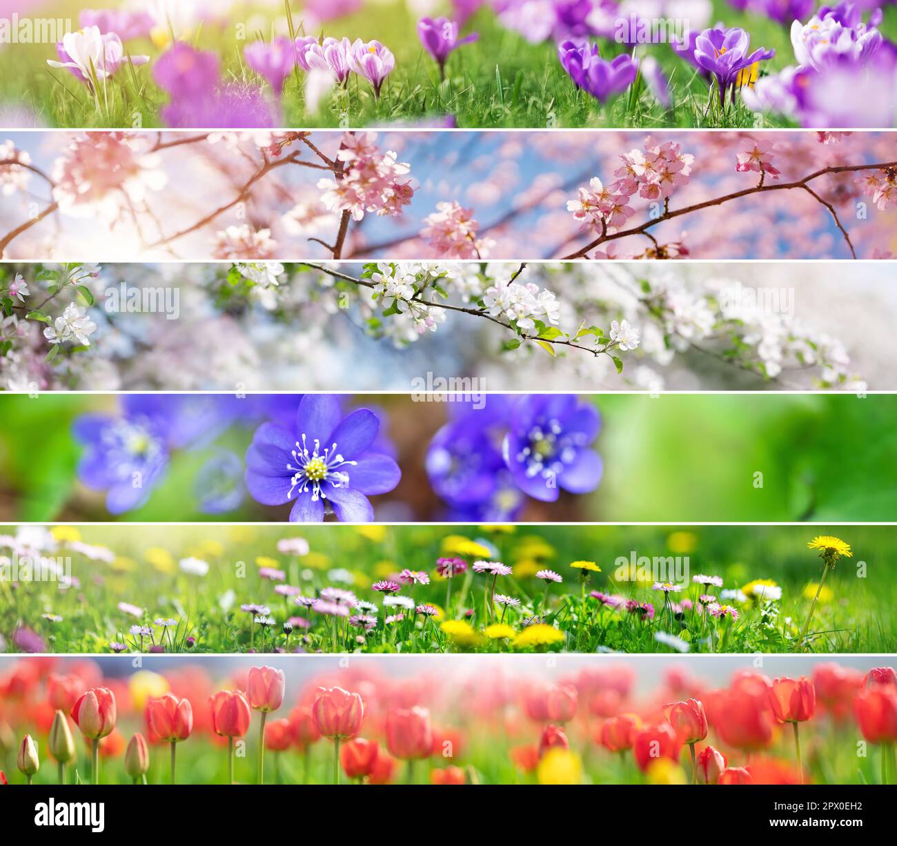Collage of the panoramic photos of the different spring flowers and ...