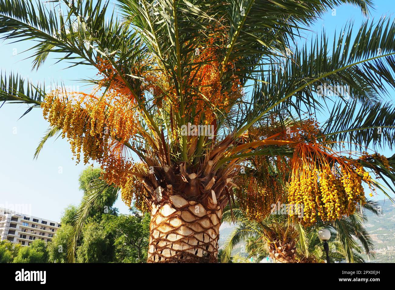 Date palm Phoenix, Date Phoenix is a genus of plants in the Arecaceae ...