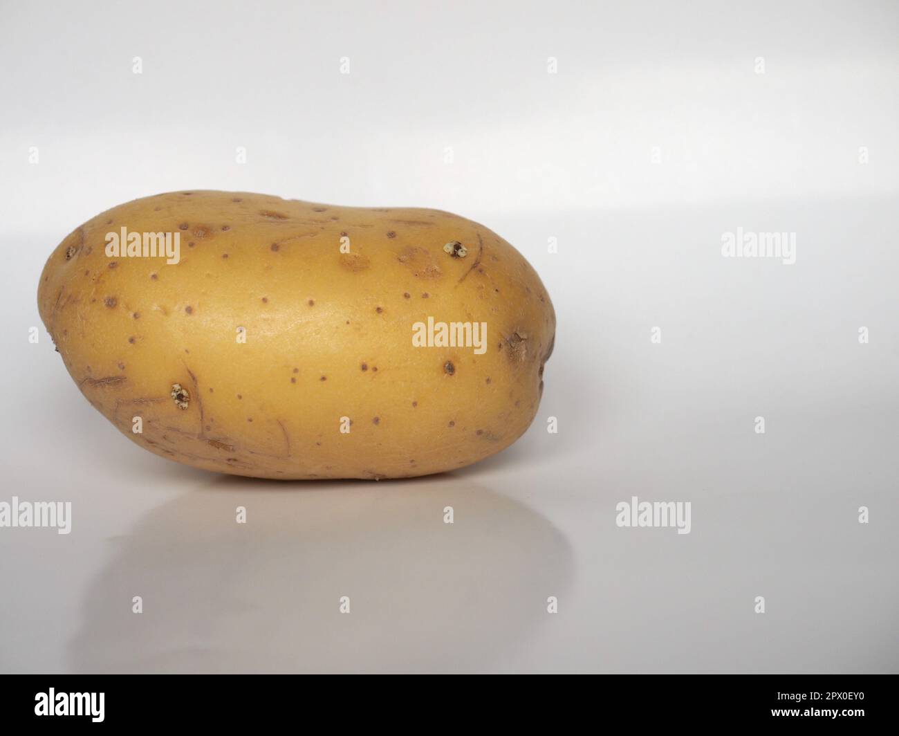 potato scientific name Solanum tuberosum vegetables vegetarian food ...