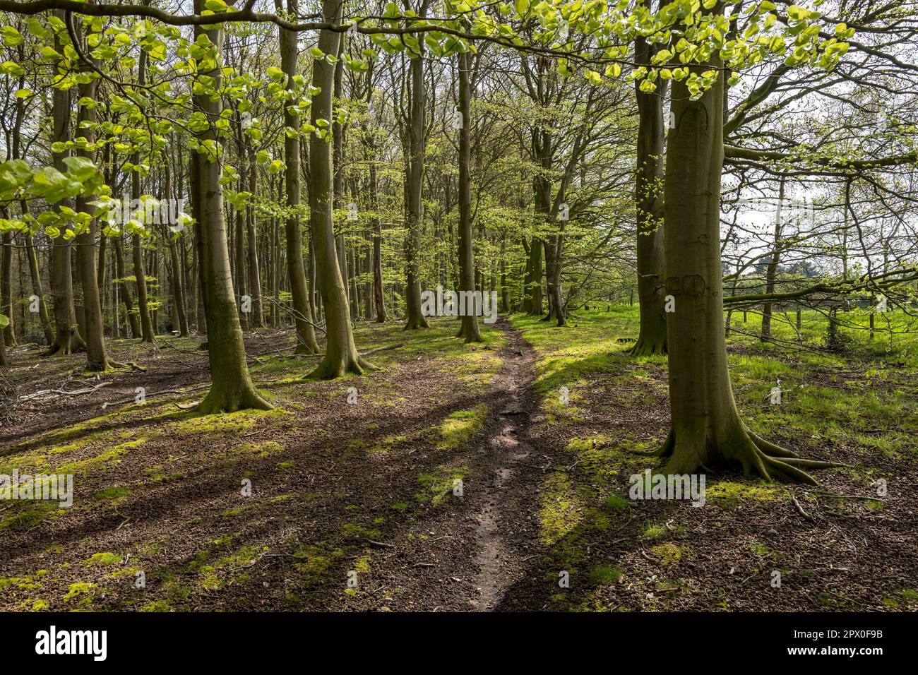 Deciduous Beech trees in Sherwood Forest, Nottinghamshire, England, UK ...