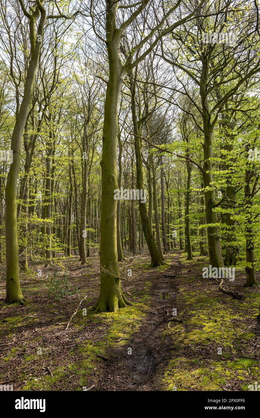 Deciduous Beech trees in Sherwood Forest, Nottinghamshire, England, UK ...