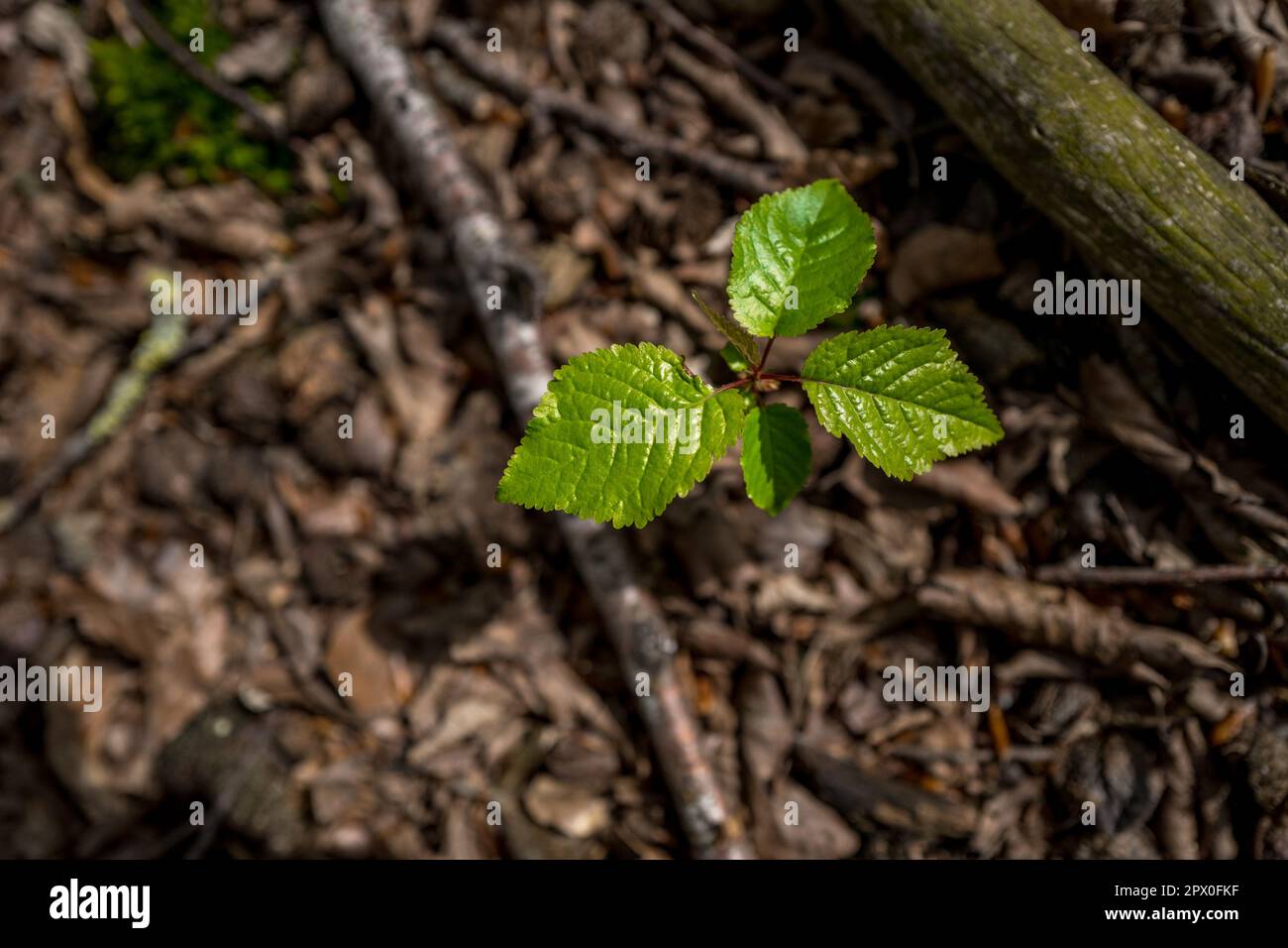 Deciduous Beech trees in Sherwood Forest, Nottinghamshire, England, UK ...