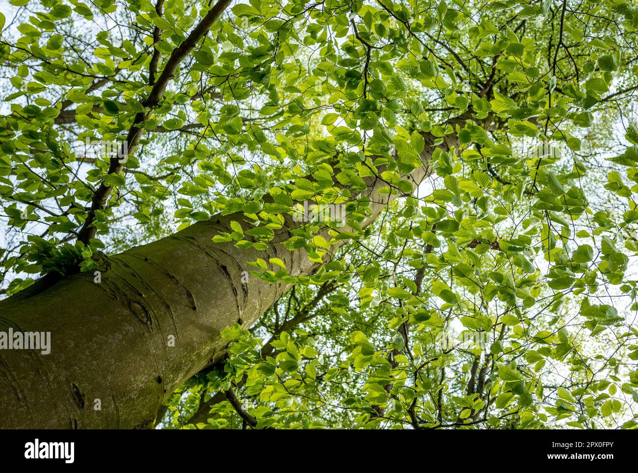 Deciduous Beech trees in Sherwood Forest, Nottinghamshire, England, UK ...