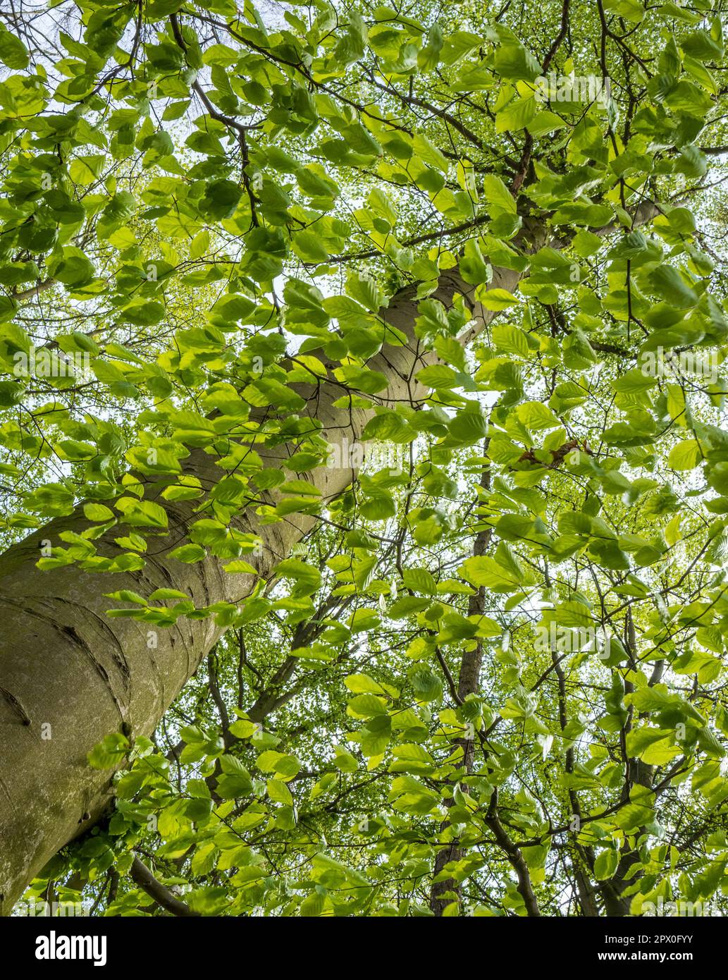 Deciduous Beech trees in Sherwood Forest, Nottinghamshire, England, UK ...