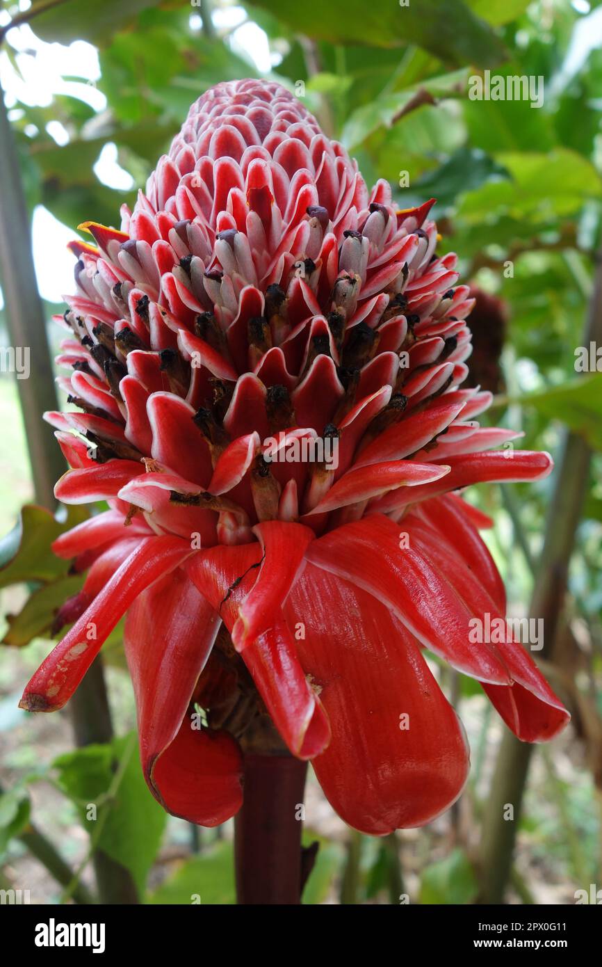 Zingiber officinale flower hi-res stock photography and images - Alamy