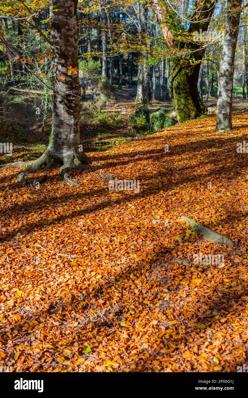Autumn forest at Mata da Albergaria, Geres National Park, Portugal ...