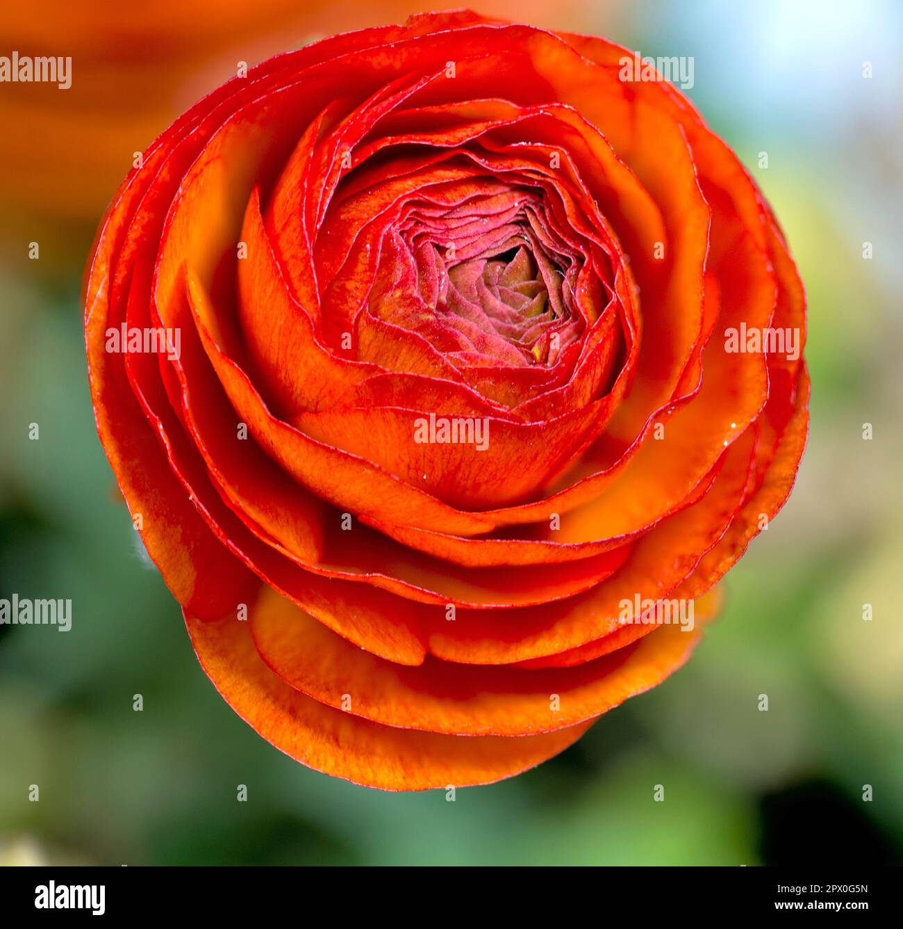Ranunculus asiaticus x hybrids hi-res stock photography and images - Alamy