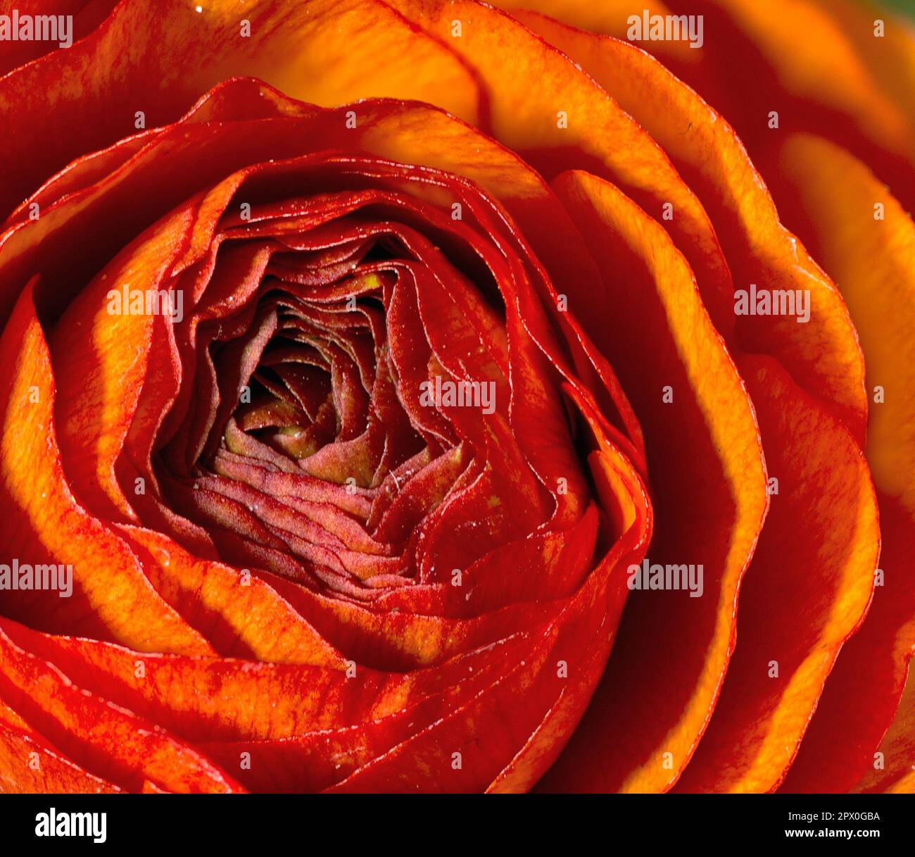 Ranunculus asiaticus x hybrids hi-res stock photography and images - Alamy