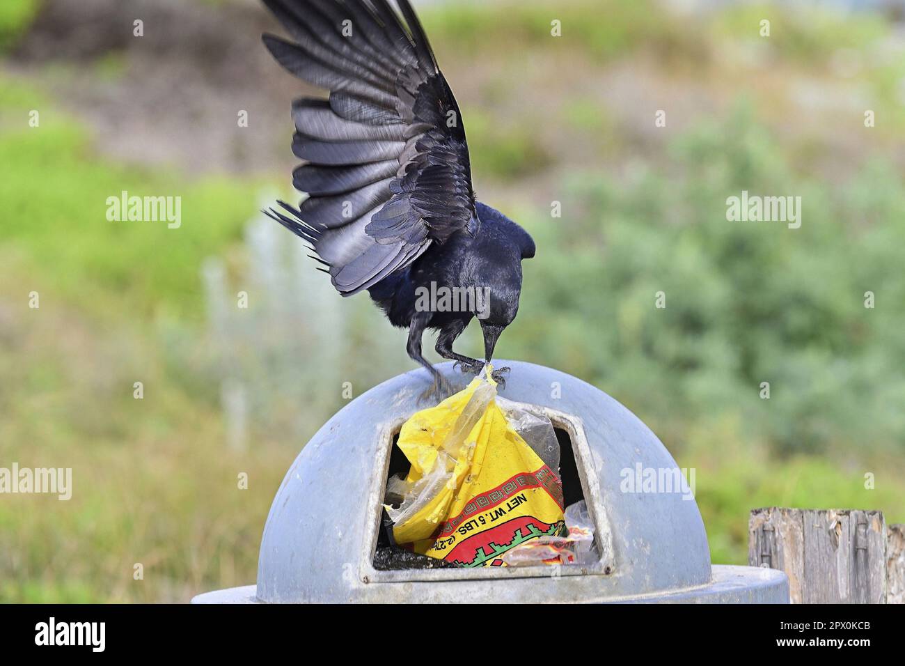 Pacific Grove, California, USA. 1st May, 2023. Crows Seagulls raiding ...
